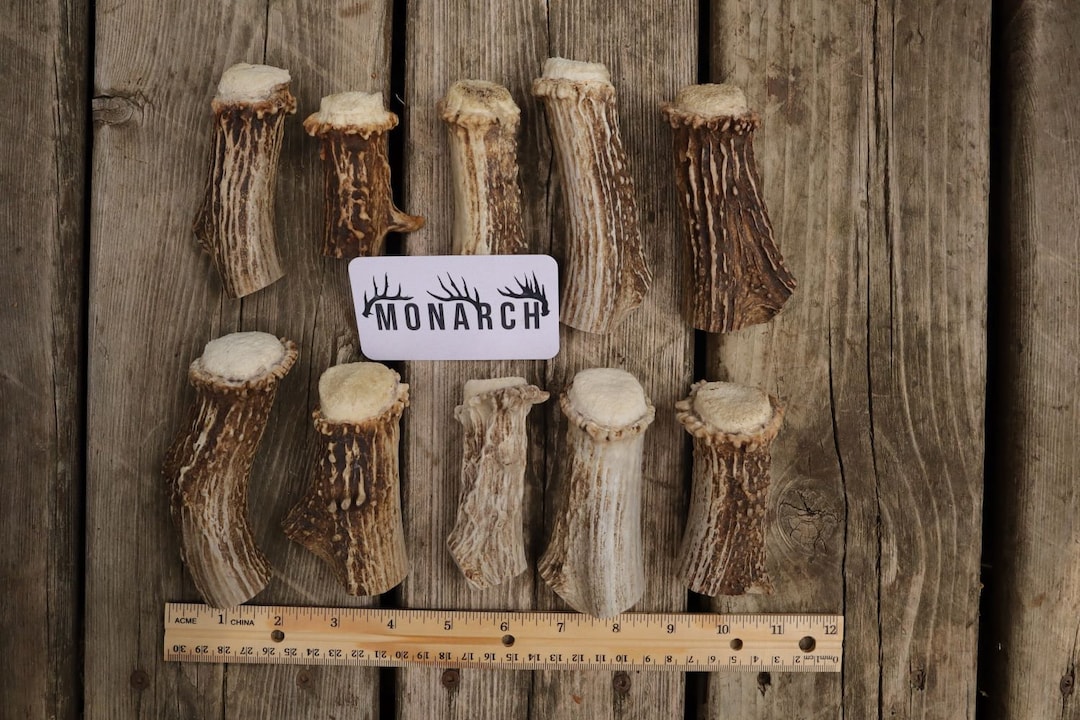 Antler Bases Deer Antler Bases Antler Beams Shed Antler Bases Antler ...