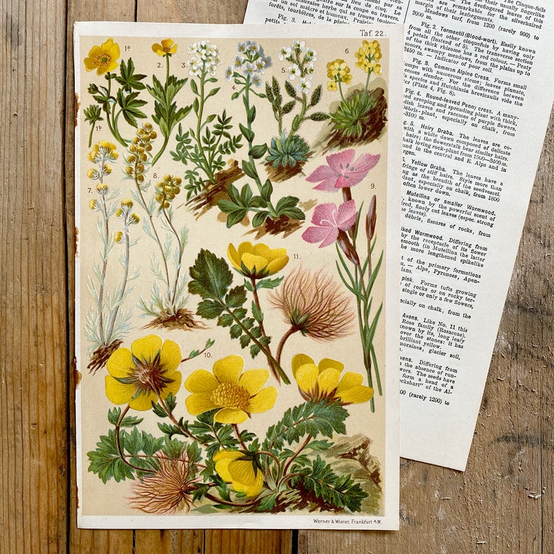 Botanical Book Plate - Etsy