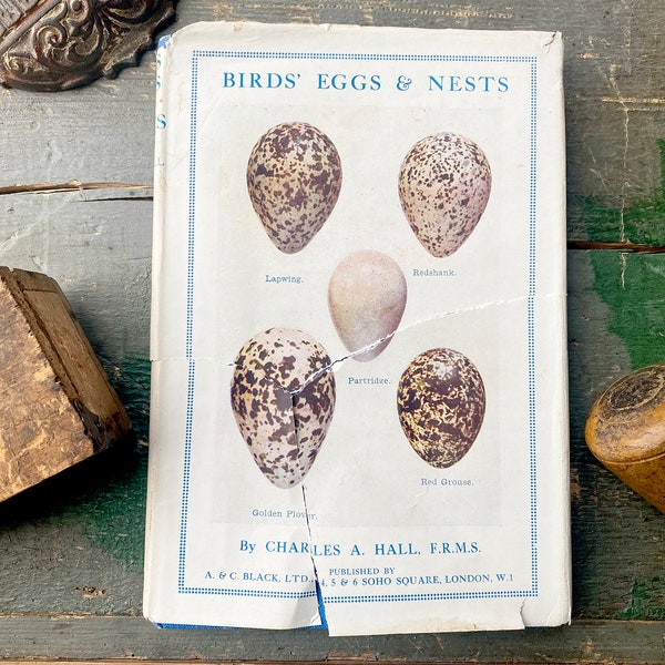 Vintage Birds Eggs - Etsy