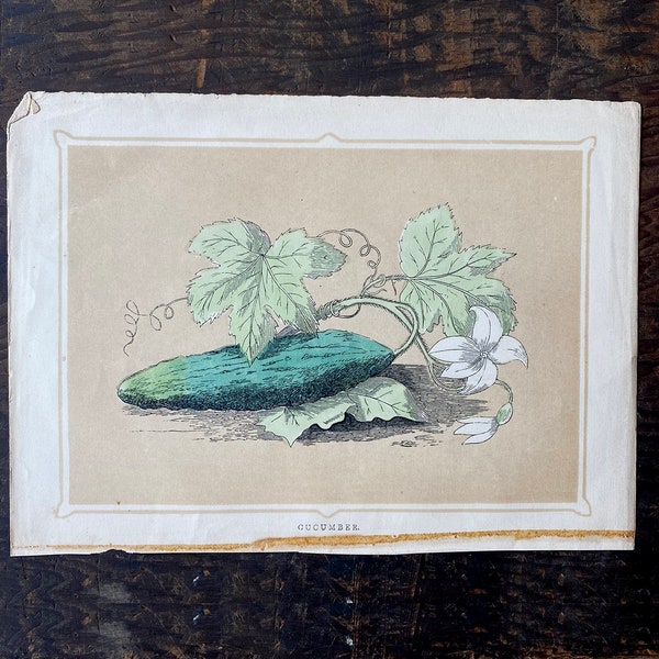 Botanical Book Plate - Etsy