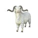 Male Tibetan Sheep Life Size Statue - Etsy