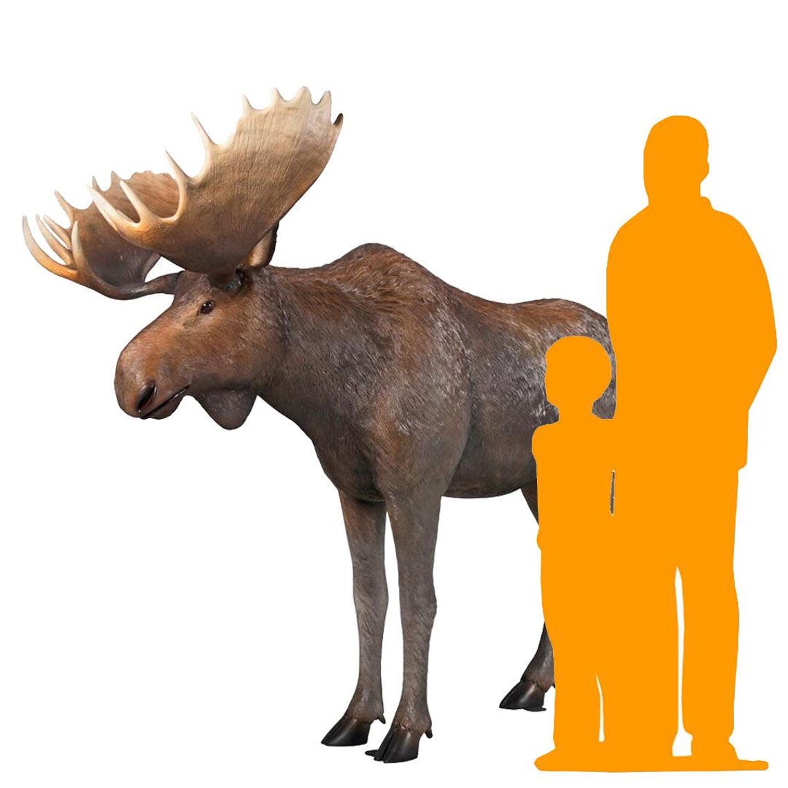North American Moose Life Size Statue - Etsy