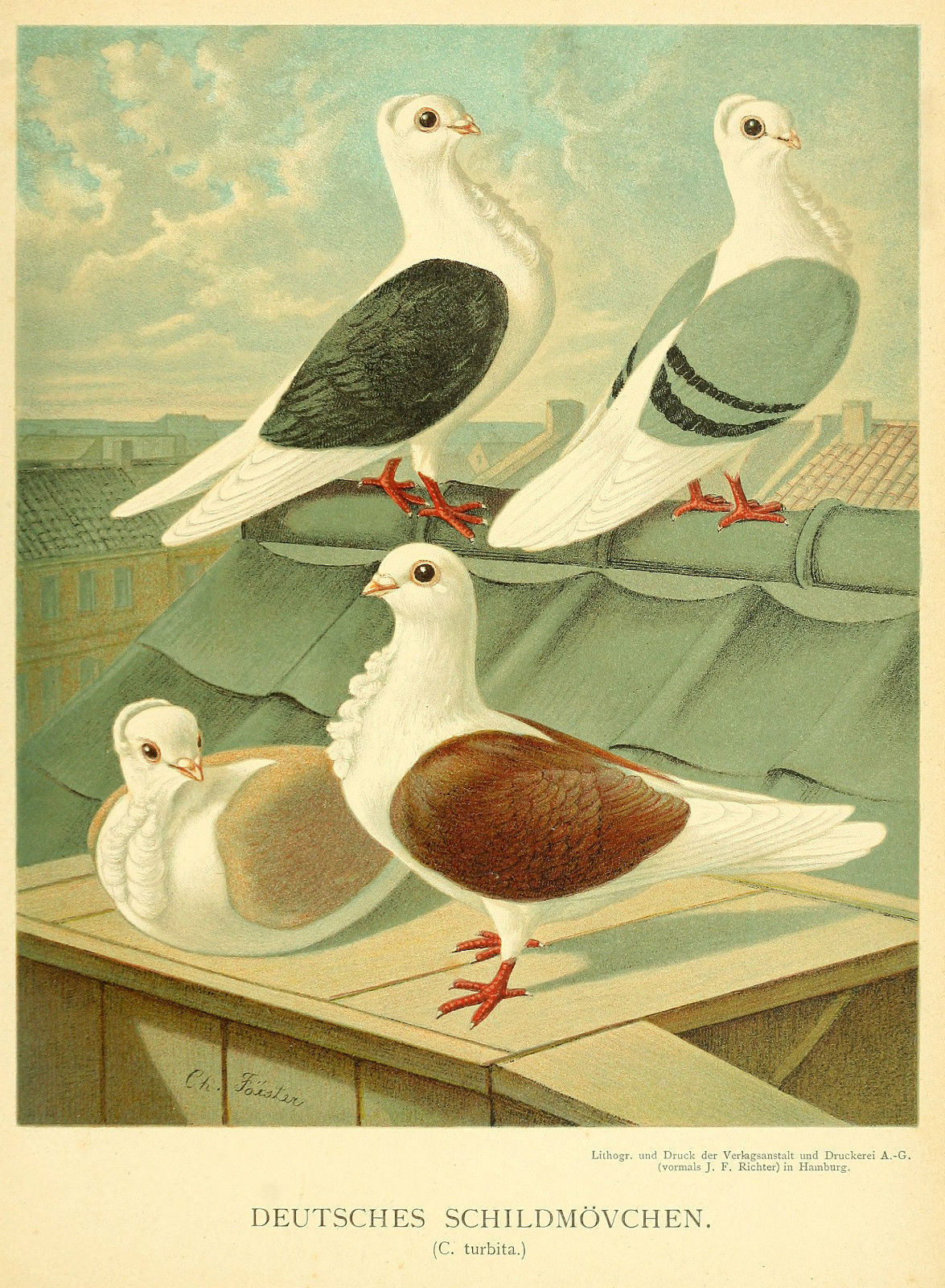 127 Vintage Colour Pigeon Plates High Resolution Instant Digital ...