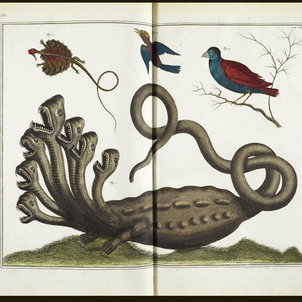 Albertus Seba - Etsy