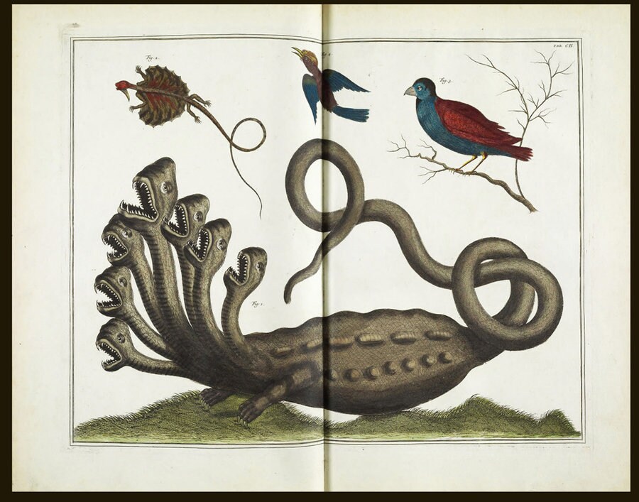 Cabinet of Curiosities by Albertus Seba Complete 4 Volumes 449 Plates ...