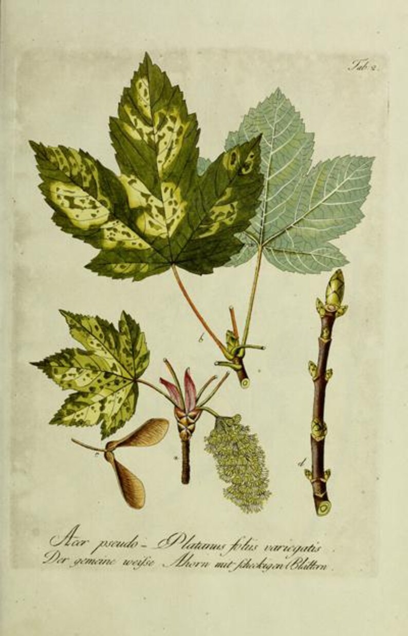 Antique Botanical Prints: 238 High-res Plant Images (digital Download ...