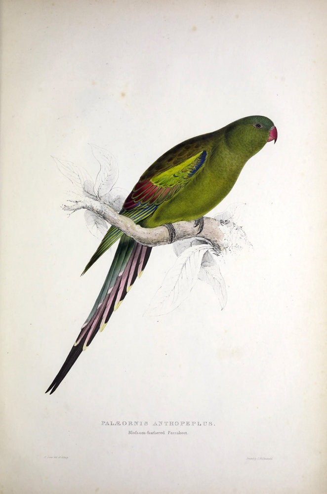 Antique Parrot Prints: Edward Lear 1832 Plates (digital Download ...