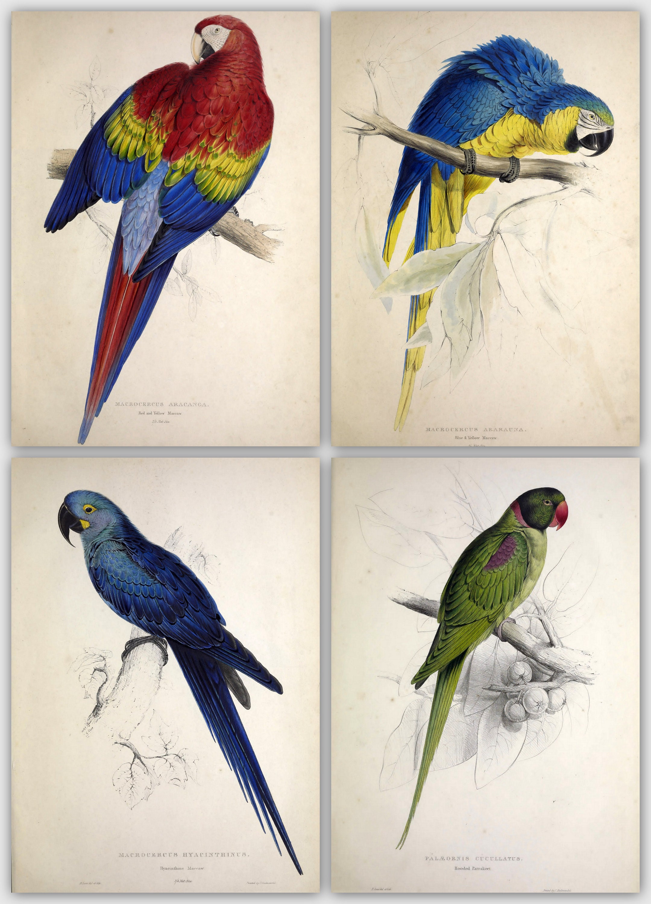 Antique Parrot Prints: Edward Lear 1832 Plates (digital Download ...