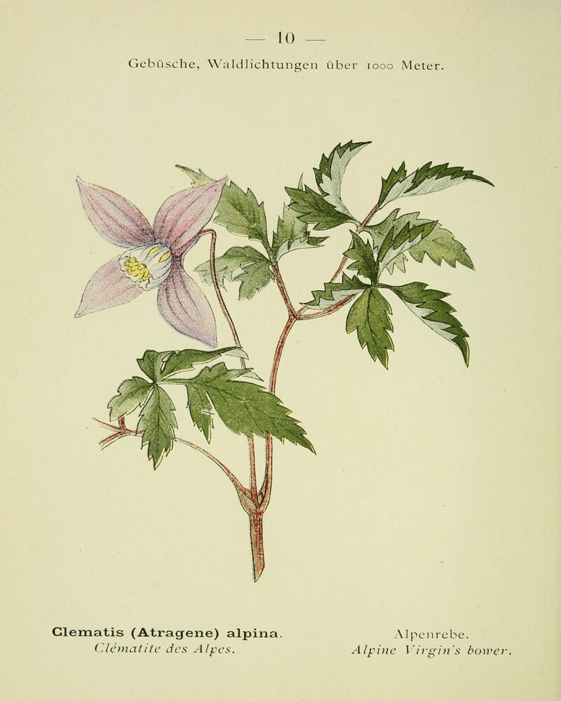 143 Colour Flora Images -alpen Flora Westalpen (alpine Flora: Western ...