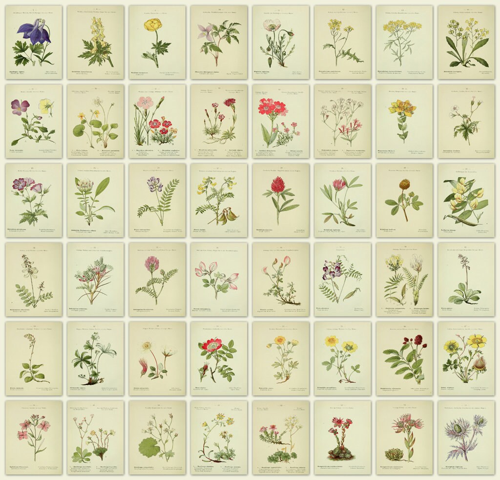 143 Colour Flora Images -alpen Flora Westalpen (alpine Flora: Western ...