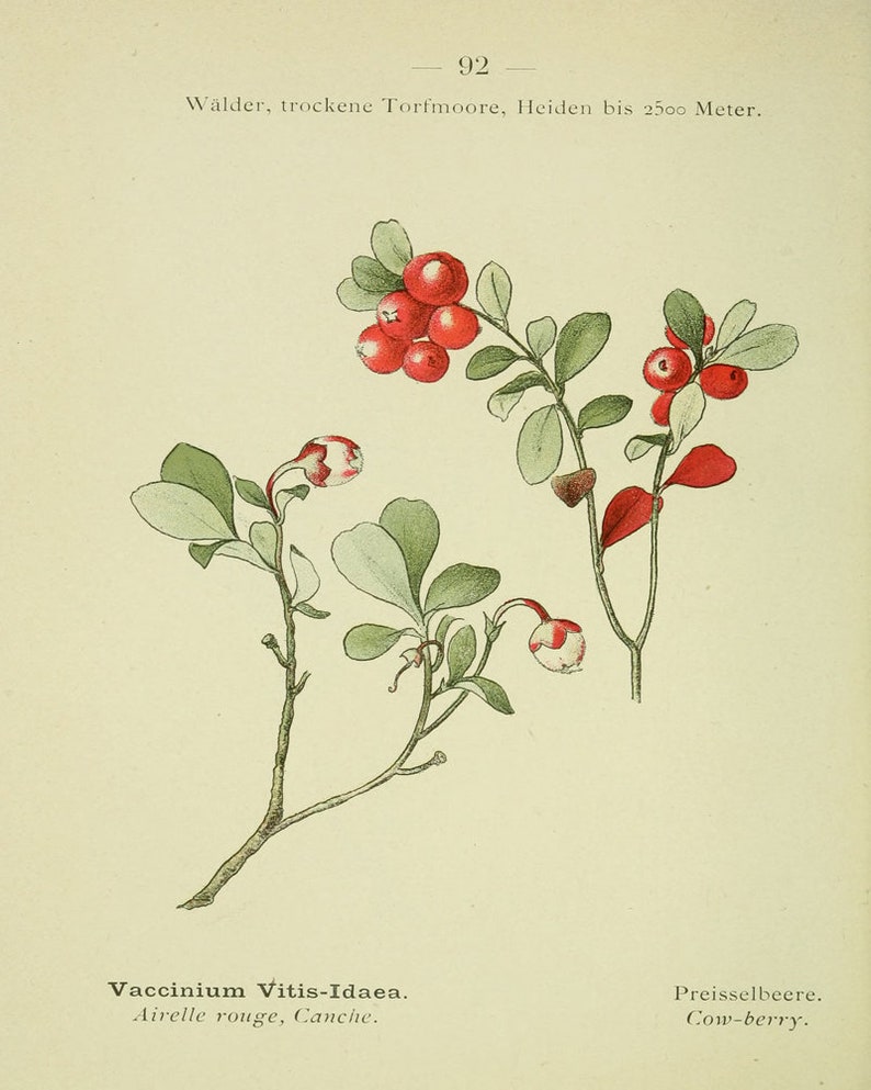 143 Colour Flora Images alpen Flora Westalpen alpine Flora: Western ...