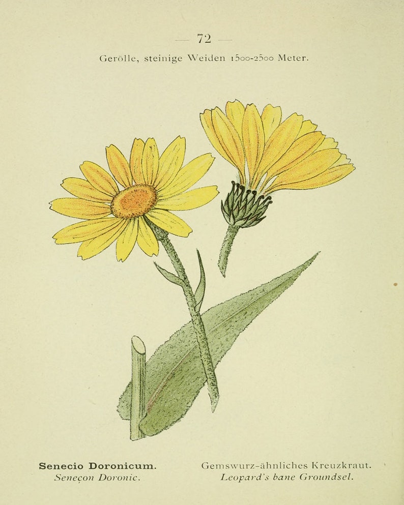 143 Colour Flora Images alpen Flora Westalpen alpine Flora: Western ...