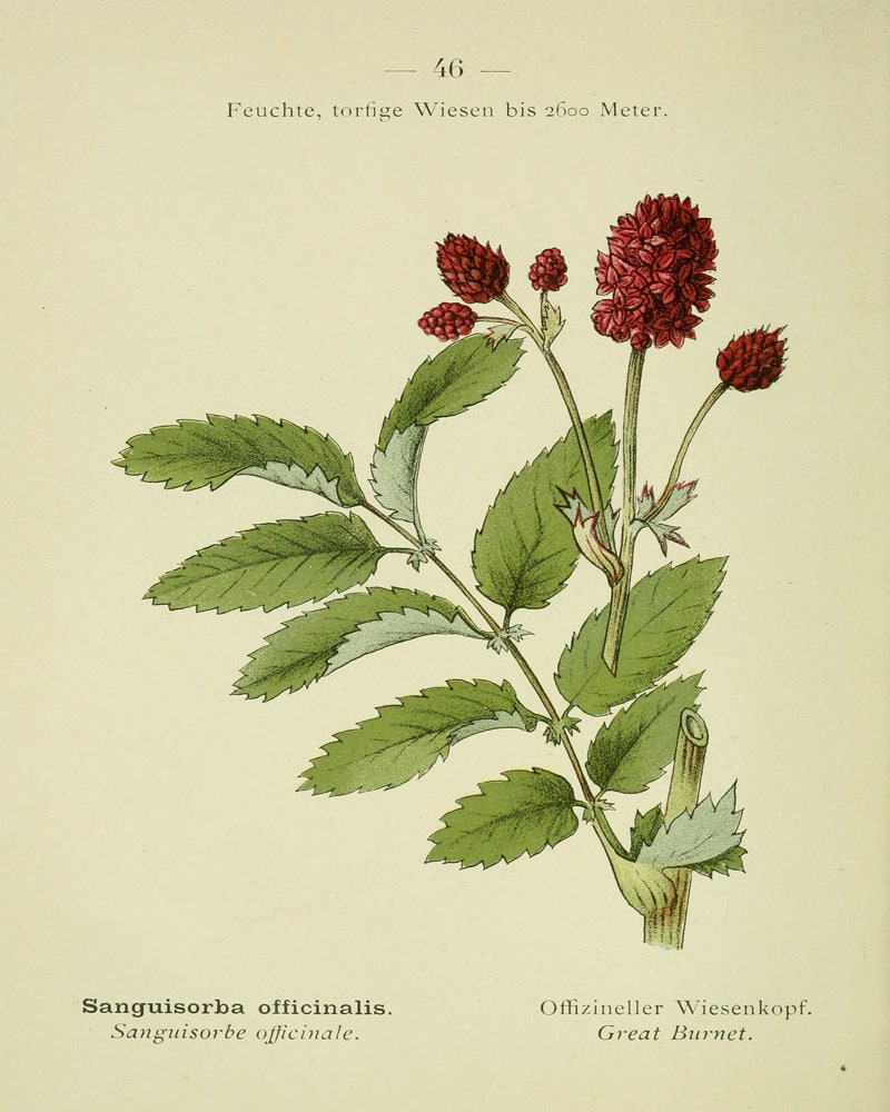 143 Colour Flora Images alpen Flora Westalpen alpine Flora: Western ...