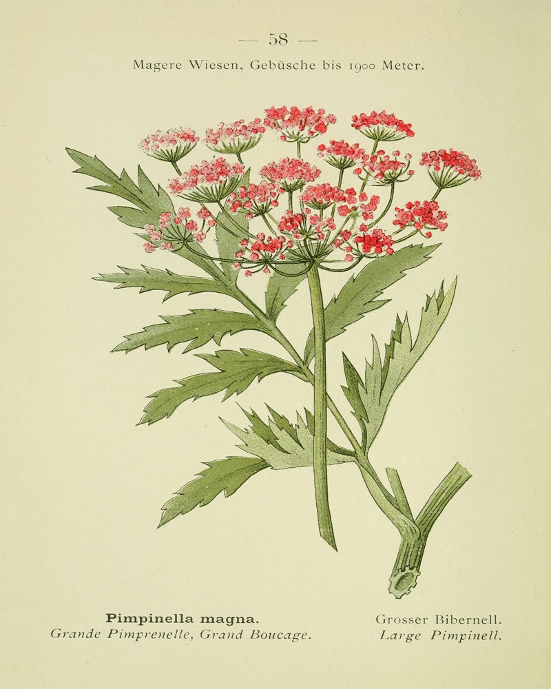 143 Colour Flora Images alpen Flora Westalpen alpine Flora: Western ...