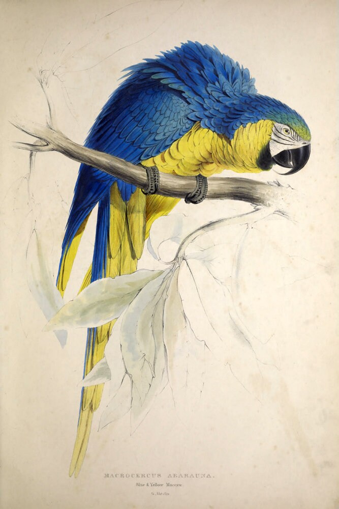 Antique Parrot Prints: Edward Lear 1832 Plates (digital Download ...