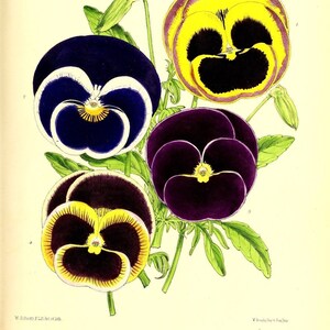 481 Flower Plates From the Floral Magazine (1872) Ultra High Resolution ...