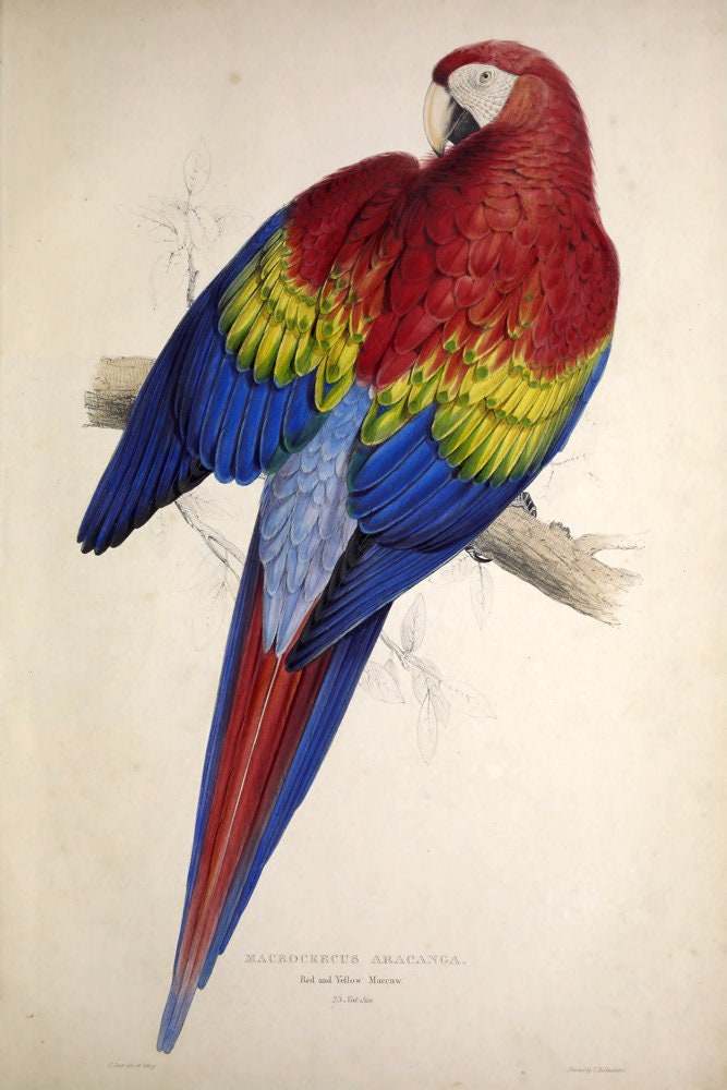 Antique Parrot Prints: Edward Lear 1832 Plates (digital Download ...