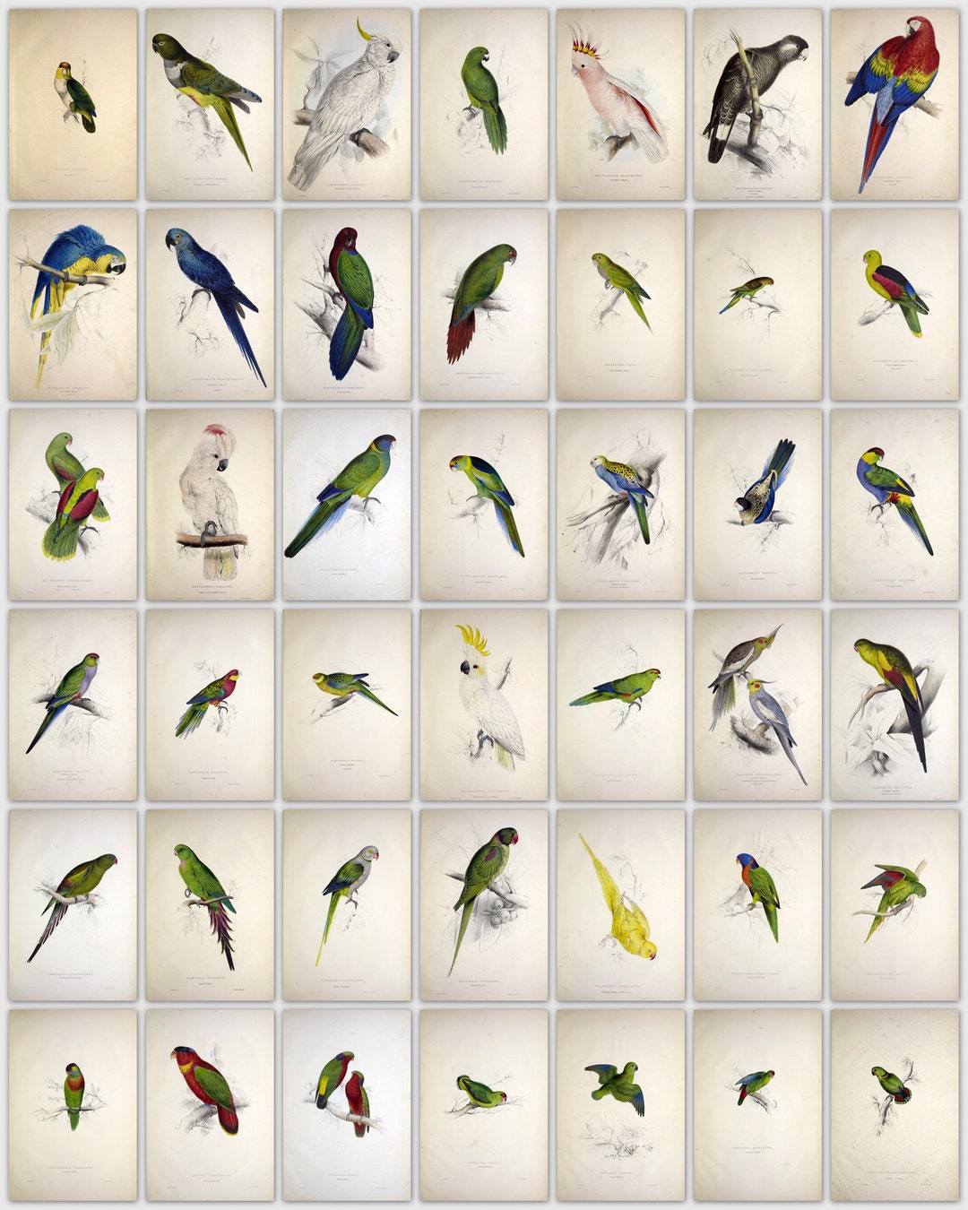 Antique Parrot Prints: Edward Lear 1832 Plates (digital Download ...