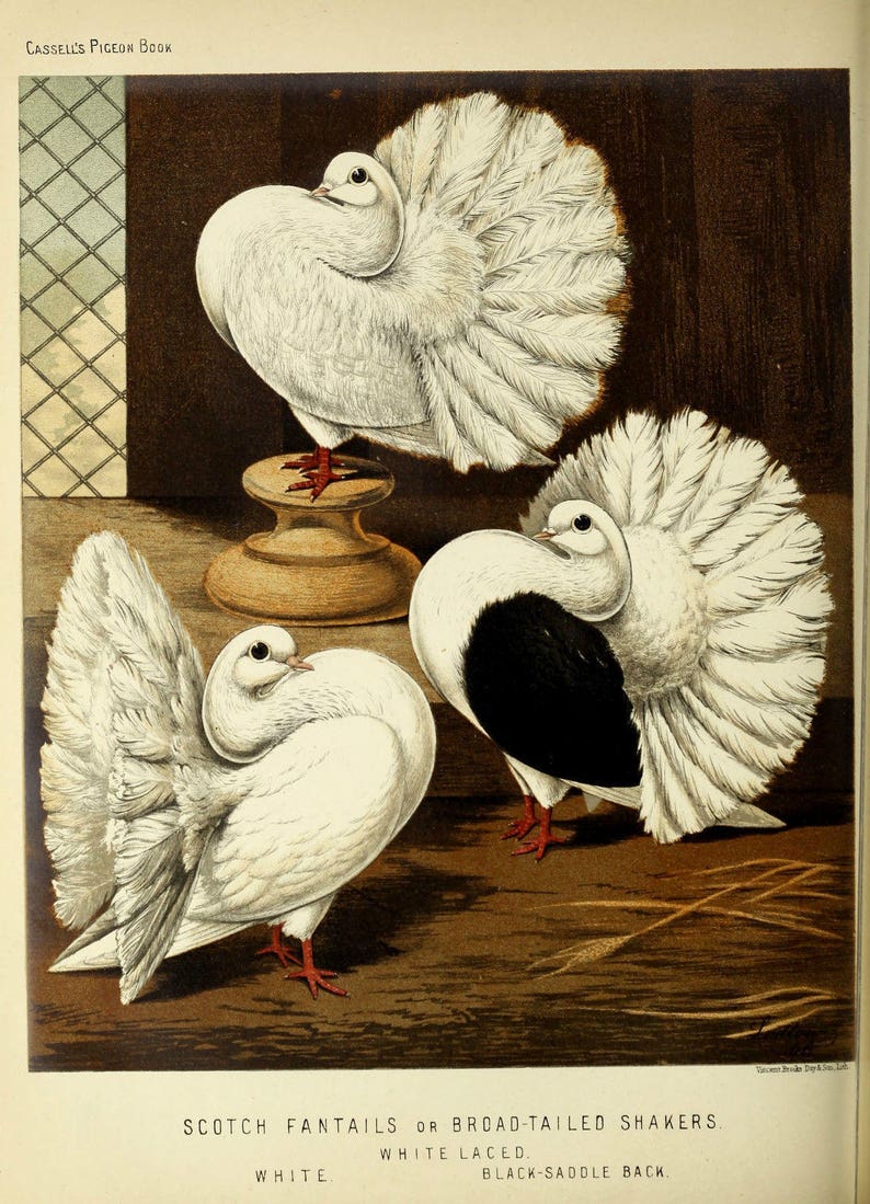 127 Vintage Colour Pigeon Plates High Resolution Instant Digital ...