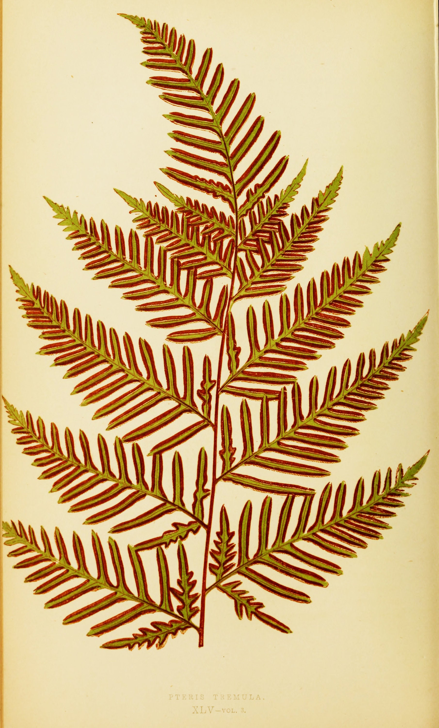Rare Digital Facsimiles of Vintage Botanical Book 482 Colour Fern ...