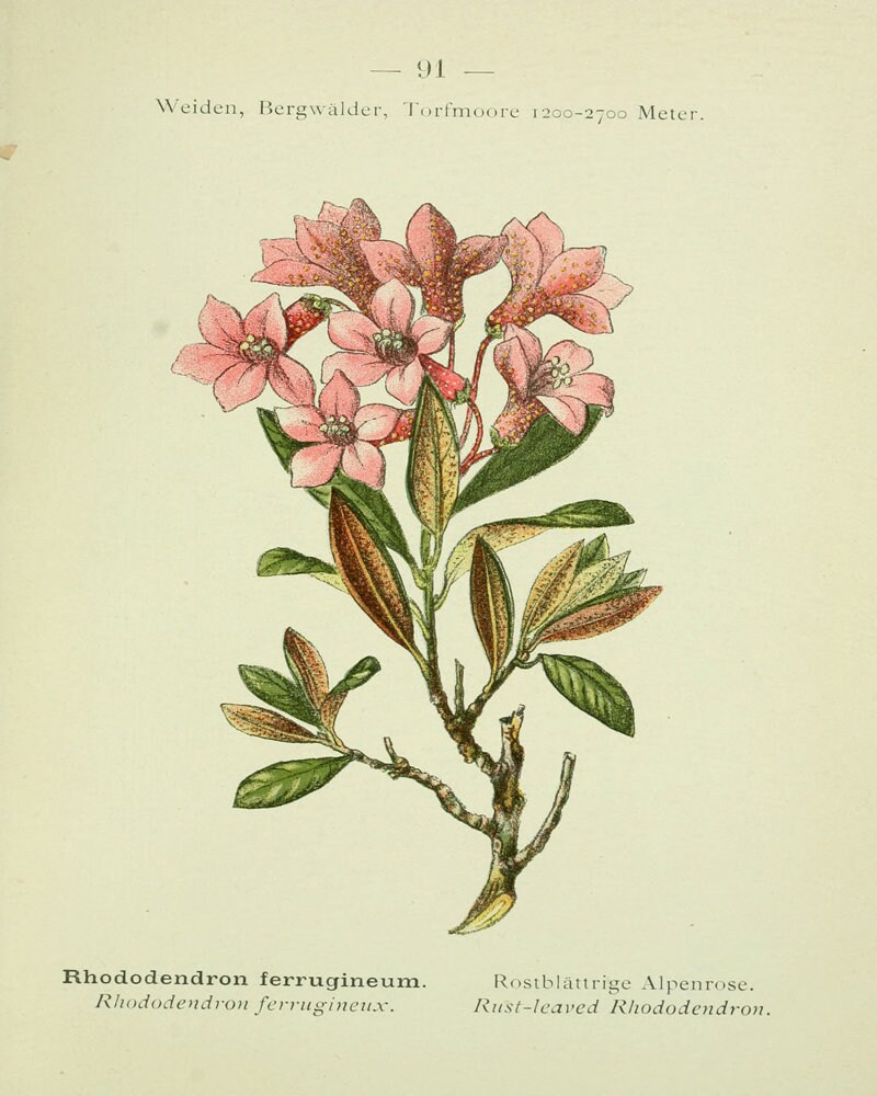 143 Colour Flora Images alpen Flora Westalpen alpine Flora: Western ...