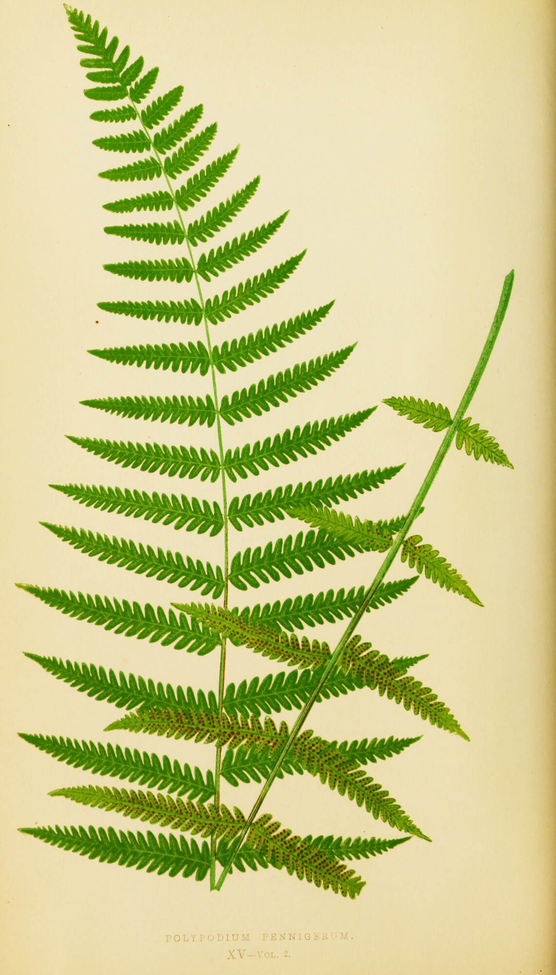 Rare Digital Facsimiles of Vintage Botanical Book 482 Colour Fern ...