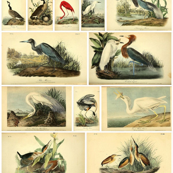 Audubon Bird Print - Etsy