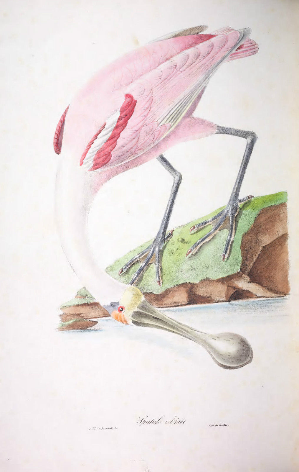 Birds of Brazil-oiseaux Brillans Du Bresil 60 Color Plates High ...