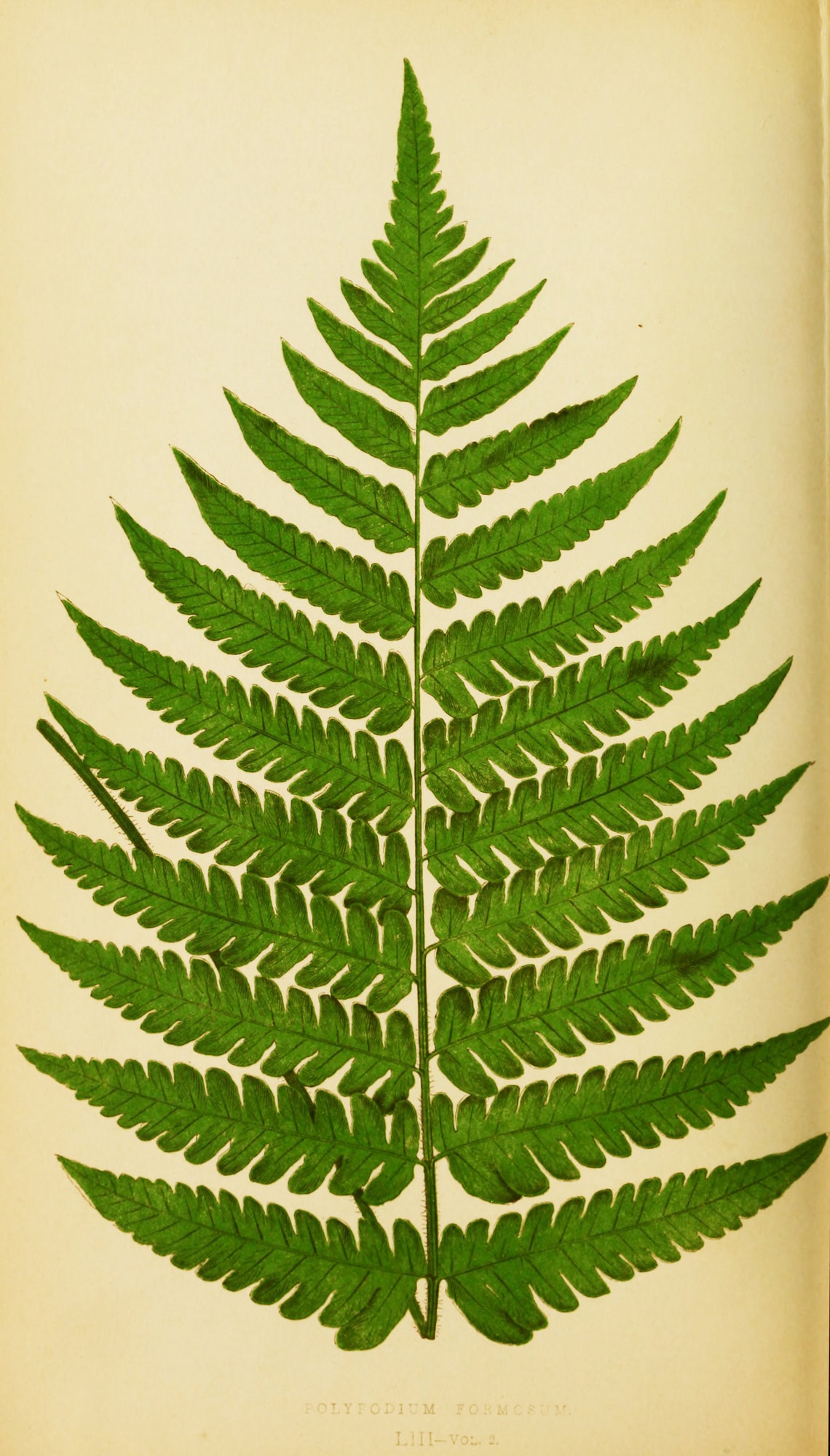 Rare Digital Facsimiles of Vintage Botanical Book 482 Colour Fern ...
