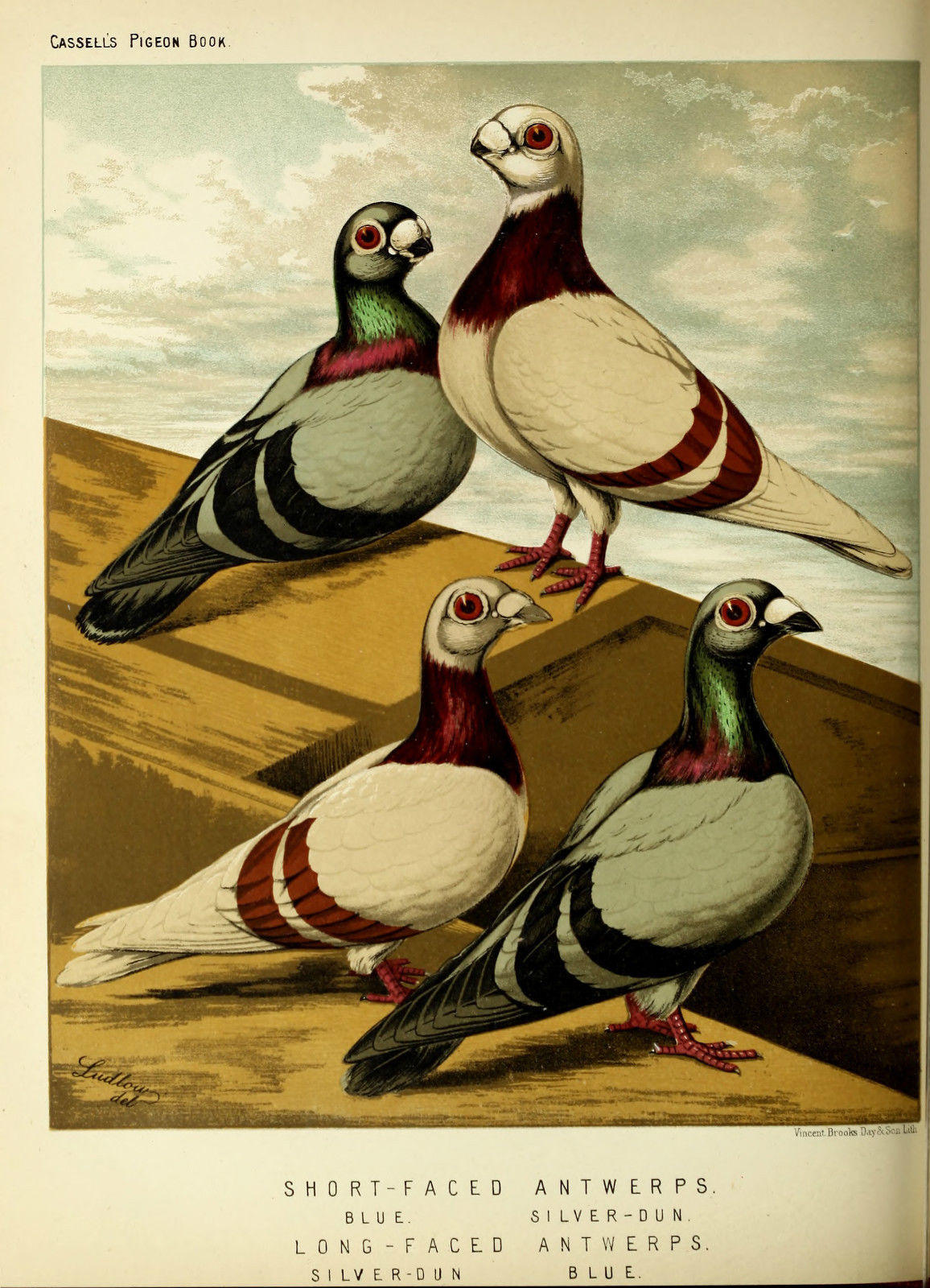 127 Vintage Colour Pigeon Plates High Resolution Instant Digital ...