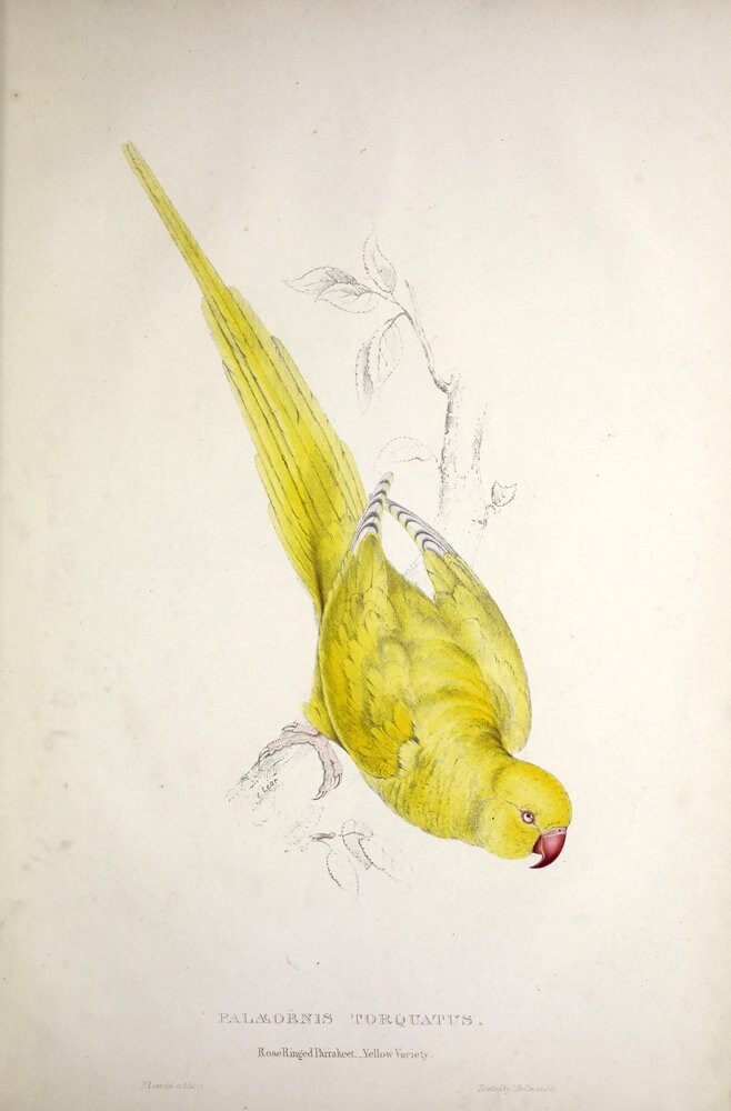 Antique Parrot Prints: Edward Lear 1832 Plates (digital Download ...