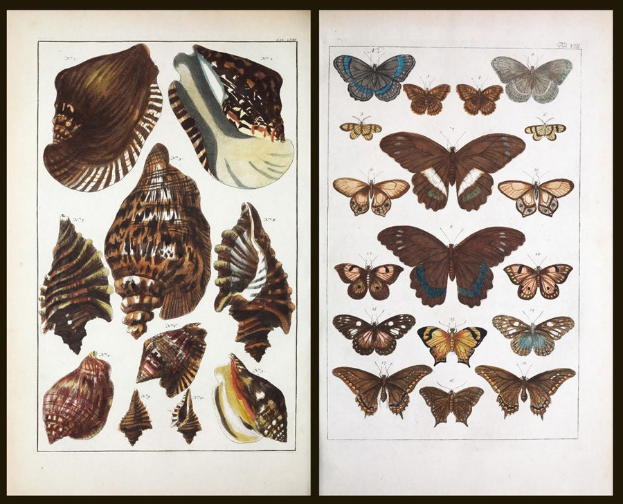 Cabinet of Curiosities by Albertus Seba Complete 4 Volumes 449 Plates ...