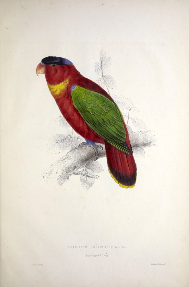 Antique Parrot Prints: Edward Lear 1832 Plates (digital Download ...