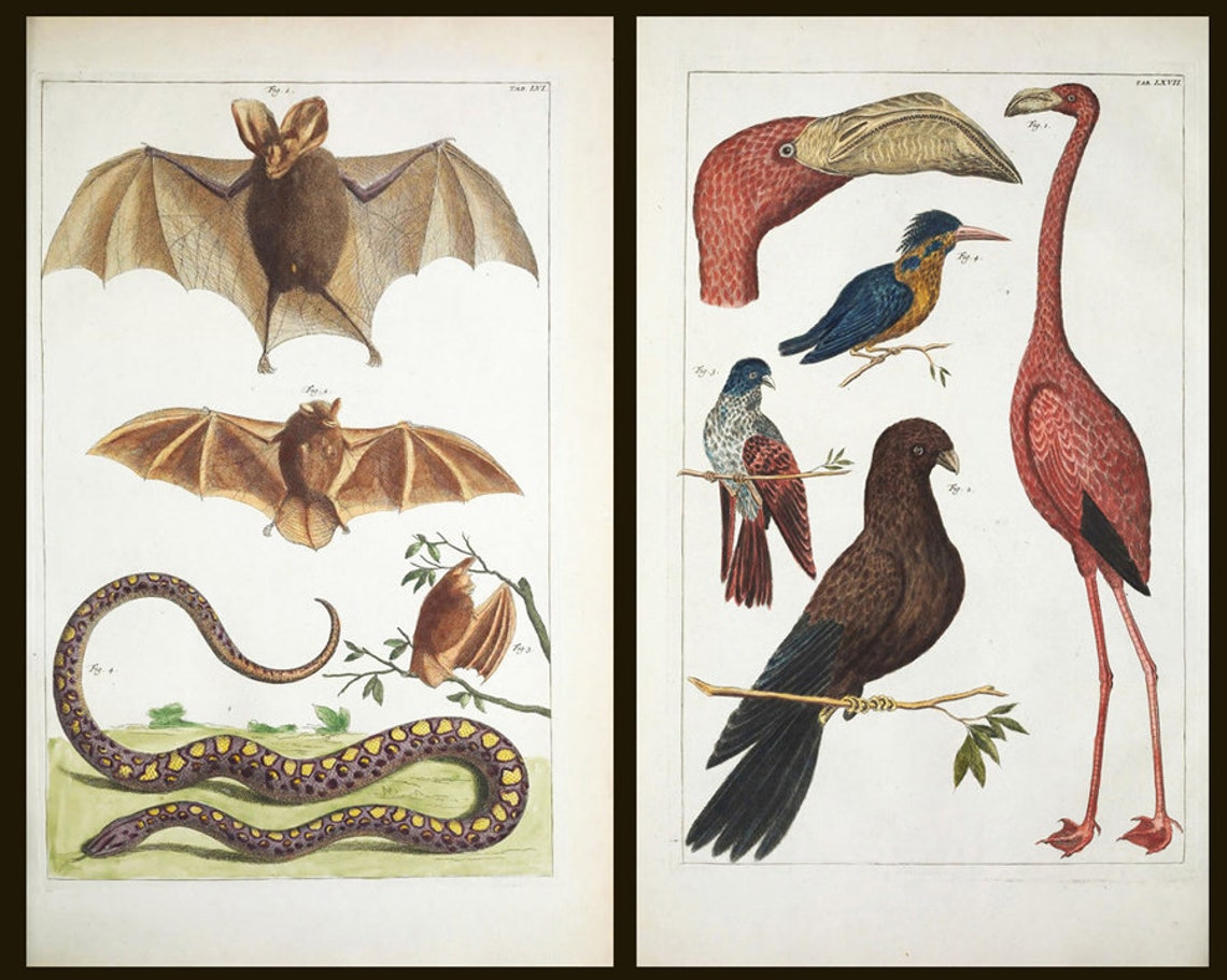 Cabinet of Curiosities by Albertus Seba Complete 4 Volumes 449 Plates ...