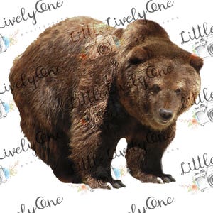 Brown Bear Overlay * Bear Overlay * Brown Bear * Animal Overlay * Zoo ...