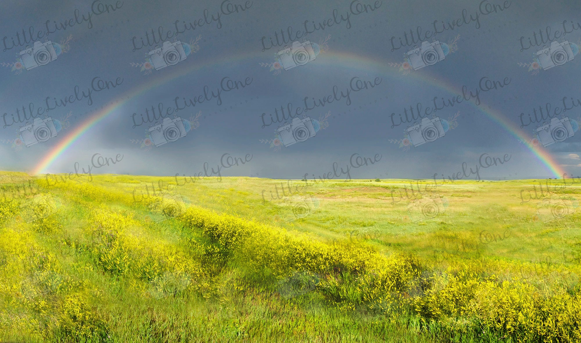Rainbow Field * Field of Dreams * Rainbow Sky* Landscape Field * Summer ...