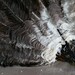 1900s Antique Fan, Victorian Fan - Etsy