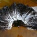 1900s Antique Fan, Victorian Fan - Etsy