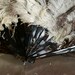 1900s Antique Fan, Victorian Fan - Etsy