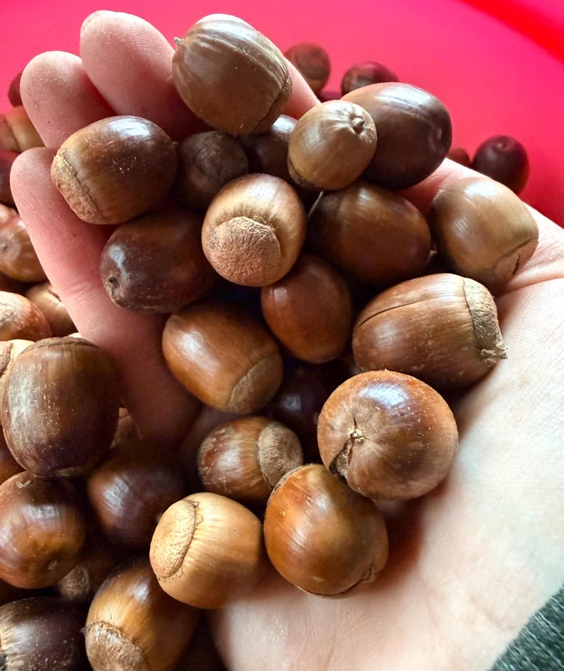 Sawtooth Oak Acorns| Acorns |natural Acorns| Float Tested Ready to Grow ...