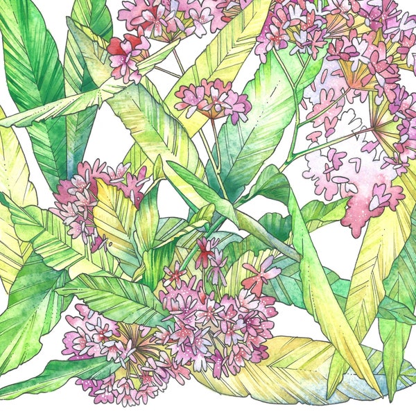 Native Plant Art - Etsy