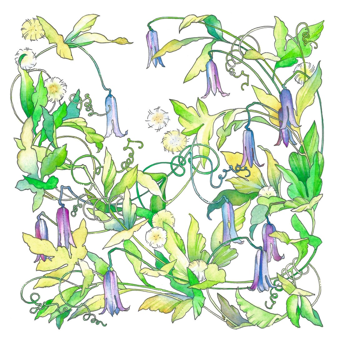Clematis Print, Botanical Art Print, Flower Art, Garden Illustration ...