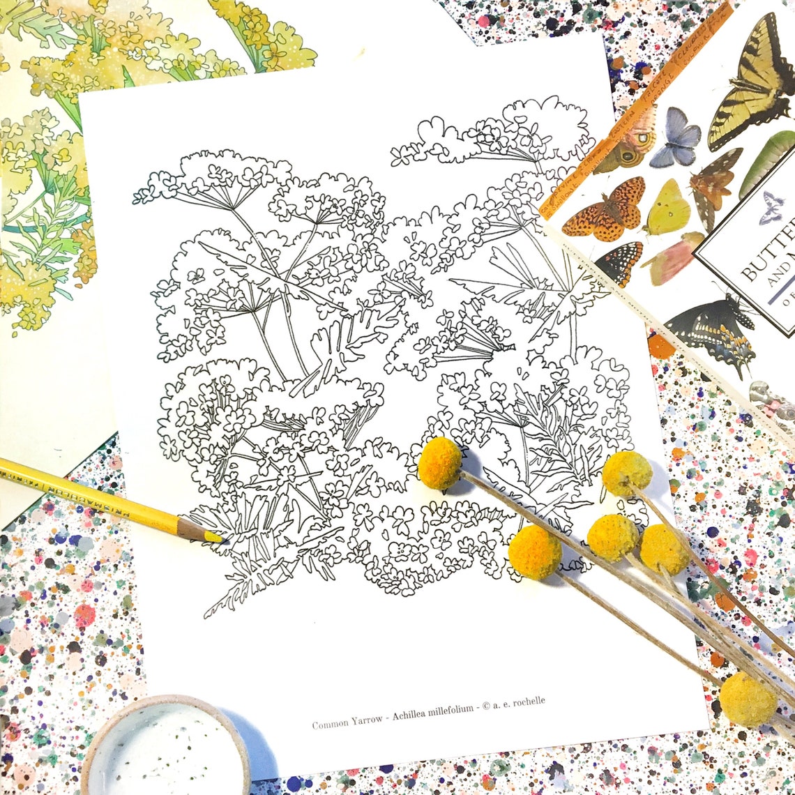 Yarrow Coloring Page, Botanical Coloring Page PDF, Coloring Page ...