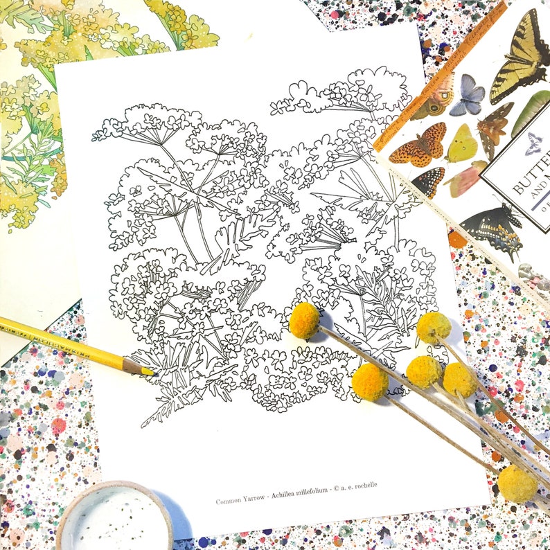 Yarrow Coloring Page, Botanical Coloring Page PDF, Coloring Page ...