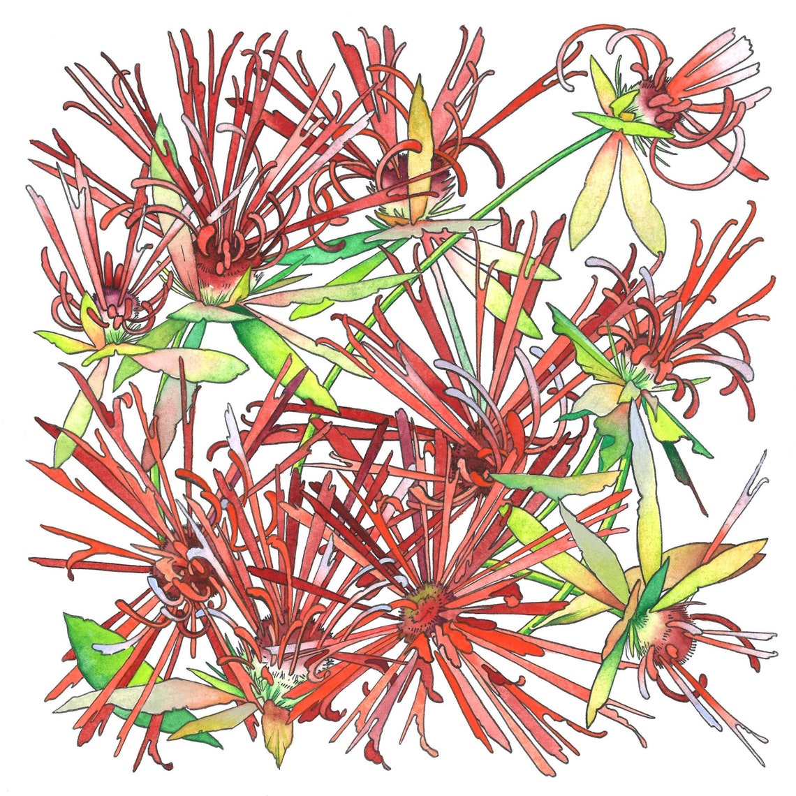 Bee Balm Print, Botanical Art Print, Native Species Art, Wildflower ...