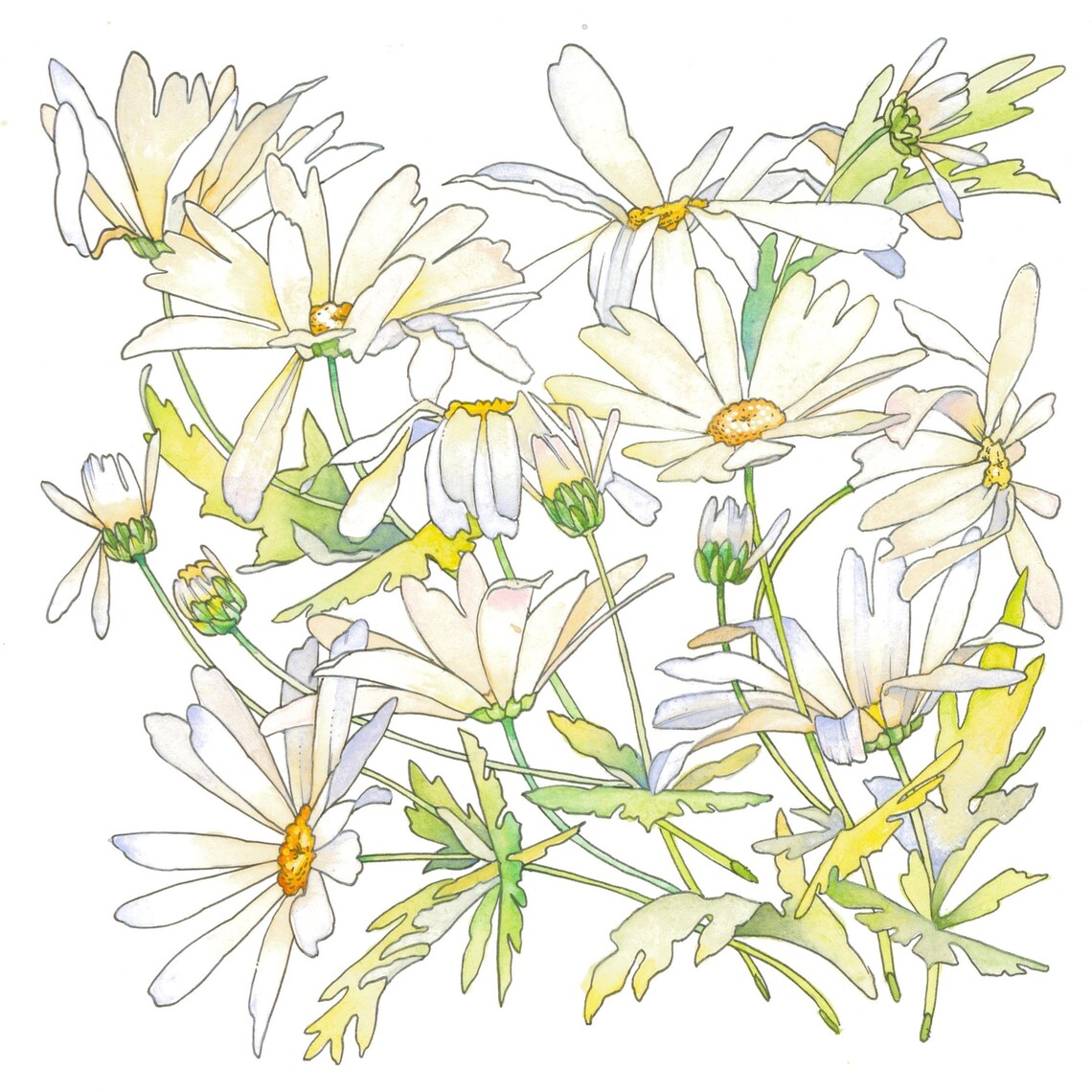 Shasta Daisy Print, Botanical Art Print, Native Species Art, Wildflower ...