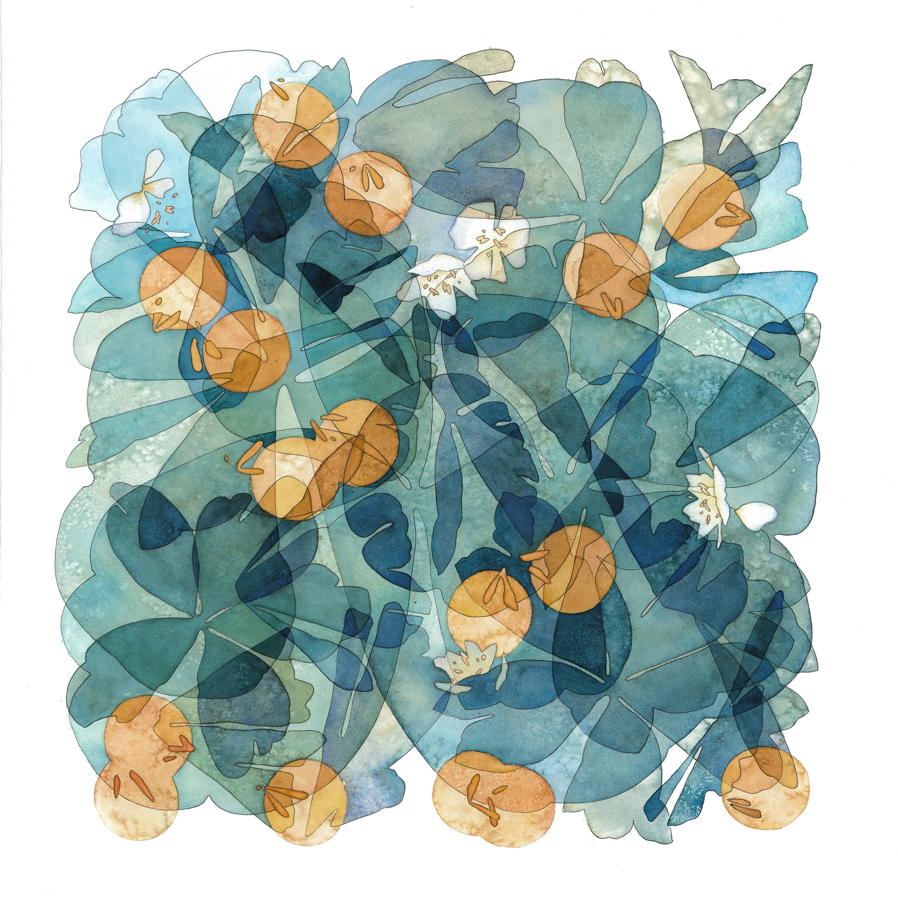 Mayapples and Synchronous Fireflies, Native Species Print, Nighttime ...