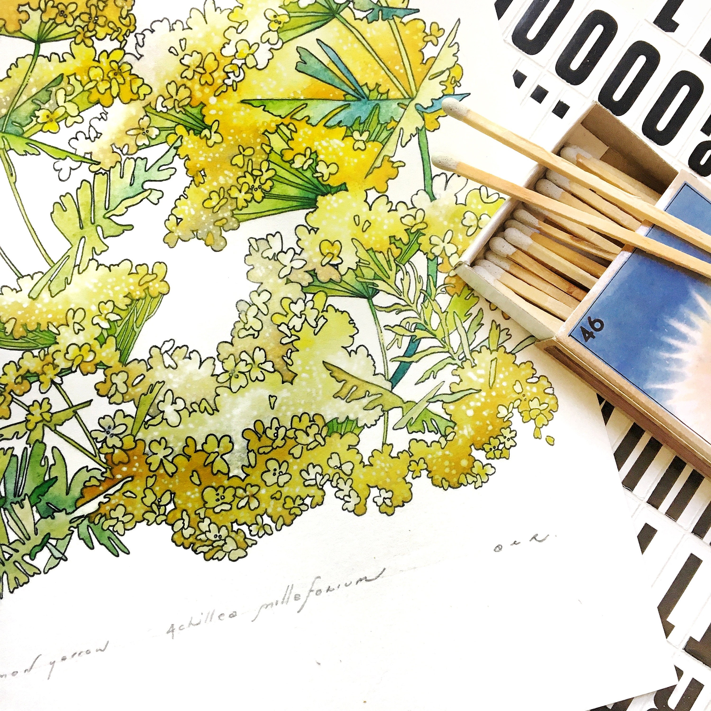 Yarrow Print, Botanical Art Print, Watercolor Garden Art, Herbalism ...