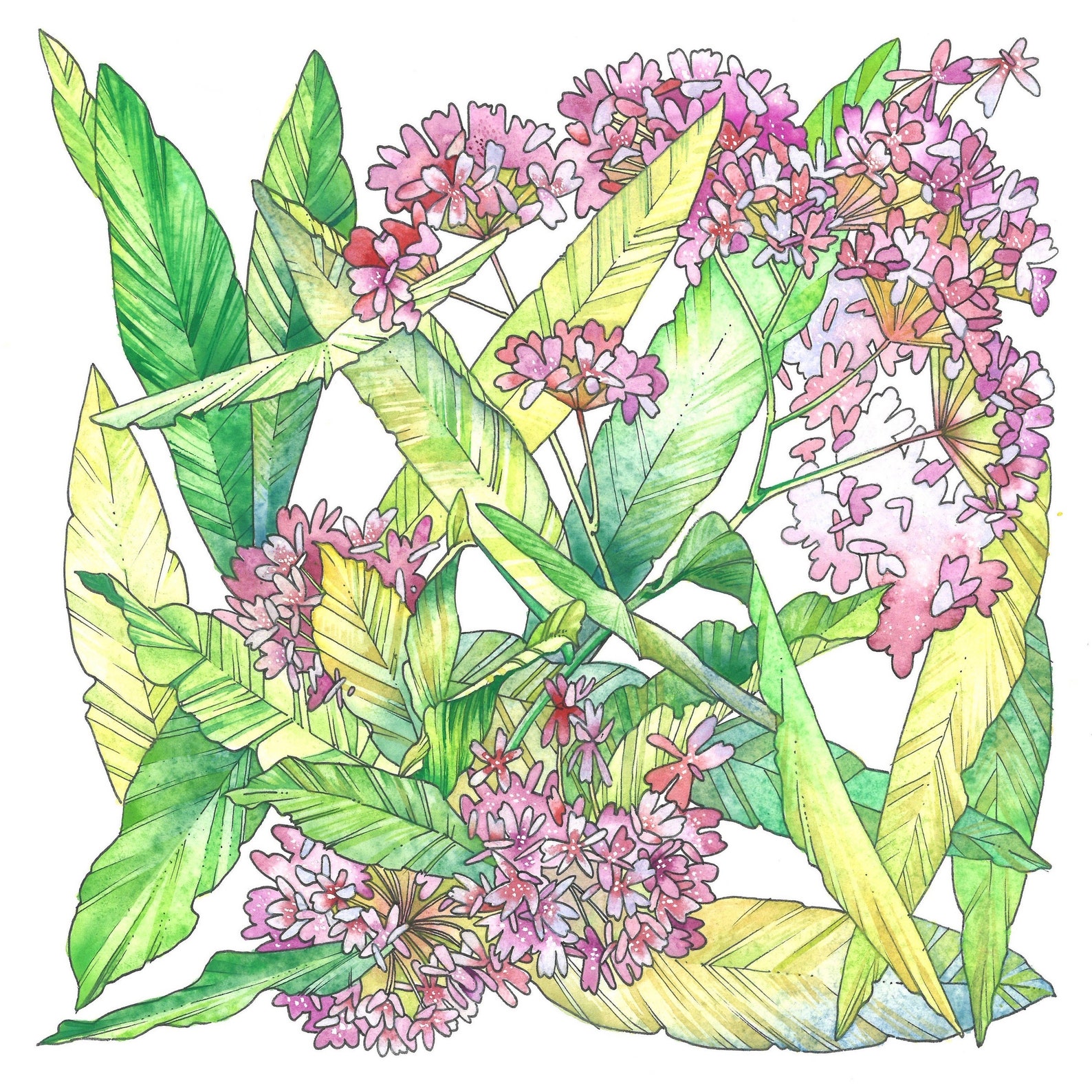 Milkweed Print, Botanical Art Print, Native Species Art, Wildflower ...