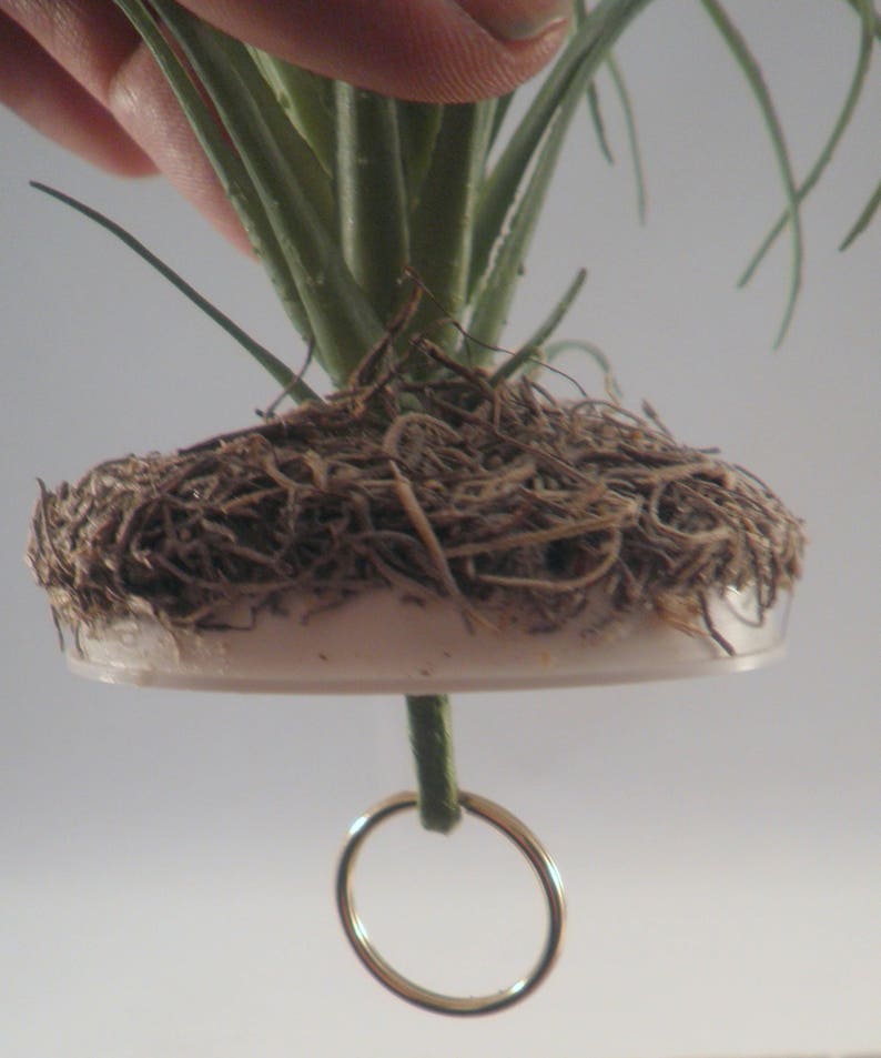 SECRET STASH Faux Succulent Hide-a-key Pot 7-1/2 - Etsy